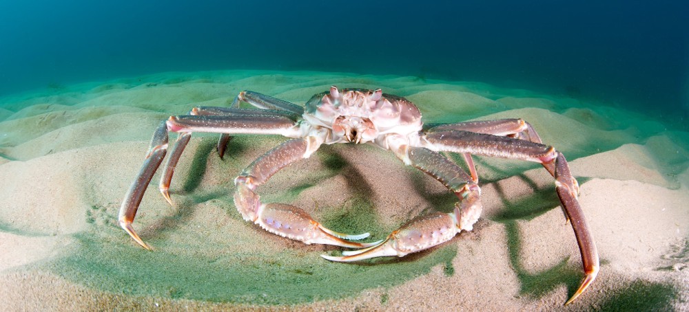 When the Deep-Sea Snow Crab Is the Canary in the Coalmine