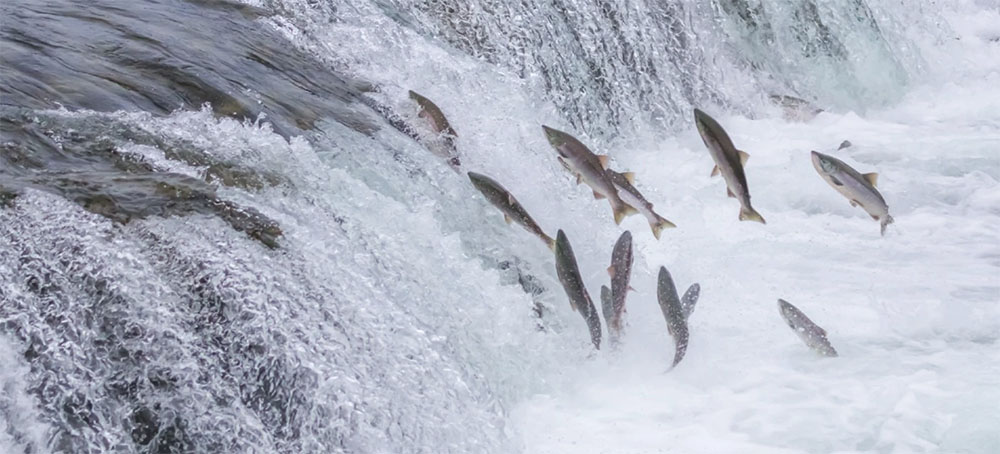 Biden Administration Drives a Stake Through the Heart of the Pebble ...