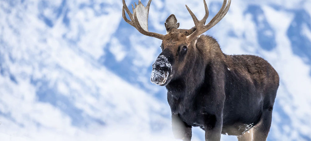 Hungry Moose Fingered as Possible Factor in Climate Change