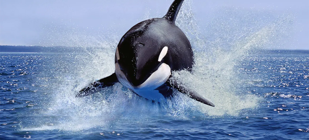The Orca Uprising: Whales Are Ramming Boats – but Are They Inspired by ...