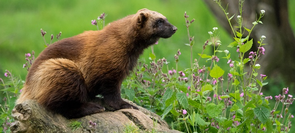 US Moves to Protect Wolverines as Climate Change Melts Their Mountain ...