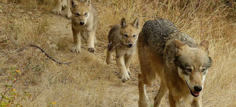 New Pack of Endangered Grey Wolves Spotted in California