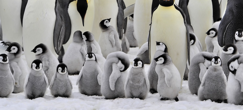 Thousands of Emperor Penguin Chicks Die Due to Antarctic Ice Loss