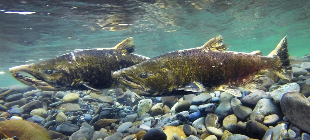 US Acknowledges Northwest Dams Have Devastated the Region's Native Tribes