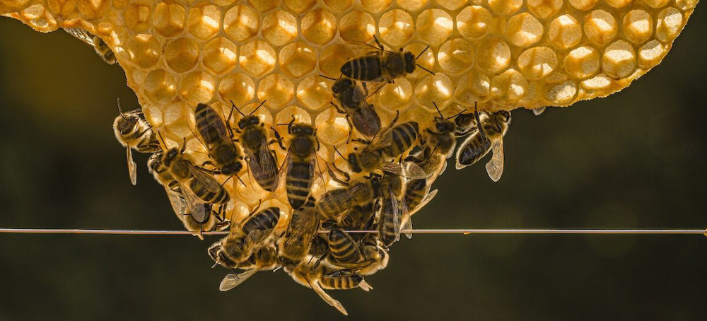 Why Are Bees Making Less Honey?