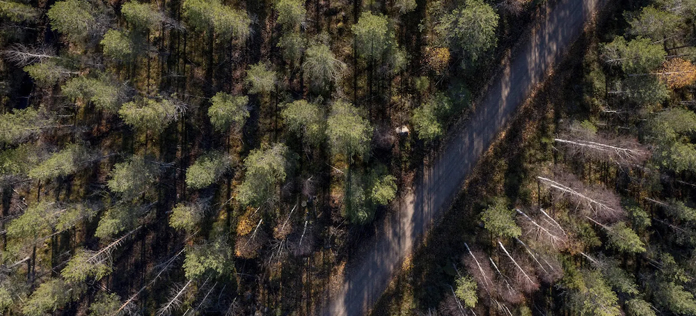 The World Is Obsessed With Forests’ Climate Benefits. Here’s the Problem.