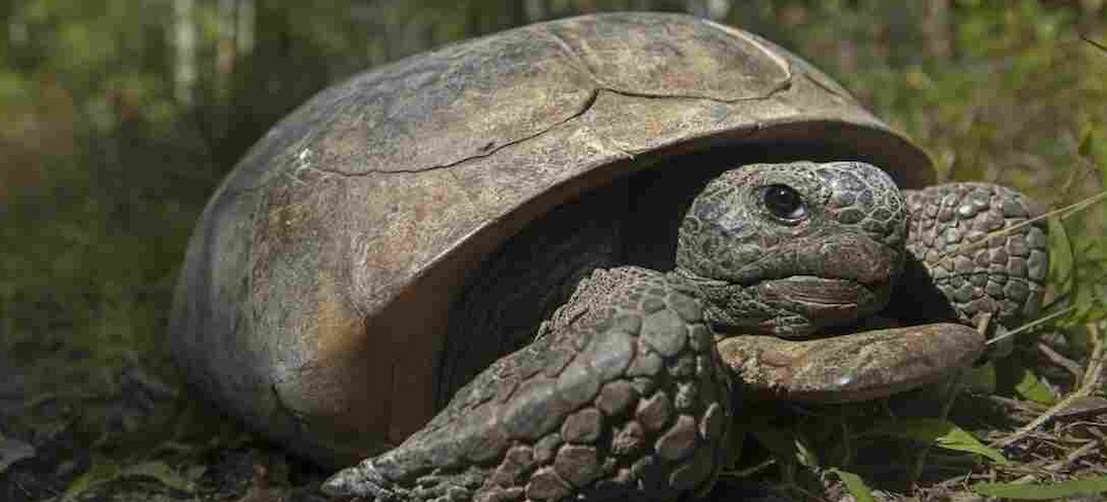 More Than 100 Tortoises Were Removed From Burrows at Hyundai Site Ahead ...