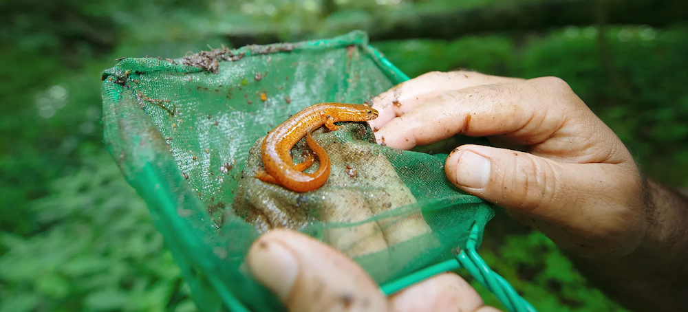 There’s a Secret Wildlife Wonderland Hidden in the US — and It’s in Danger