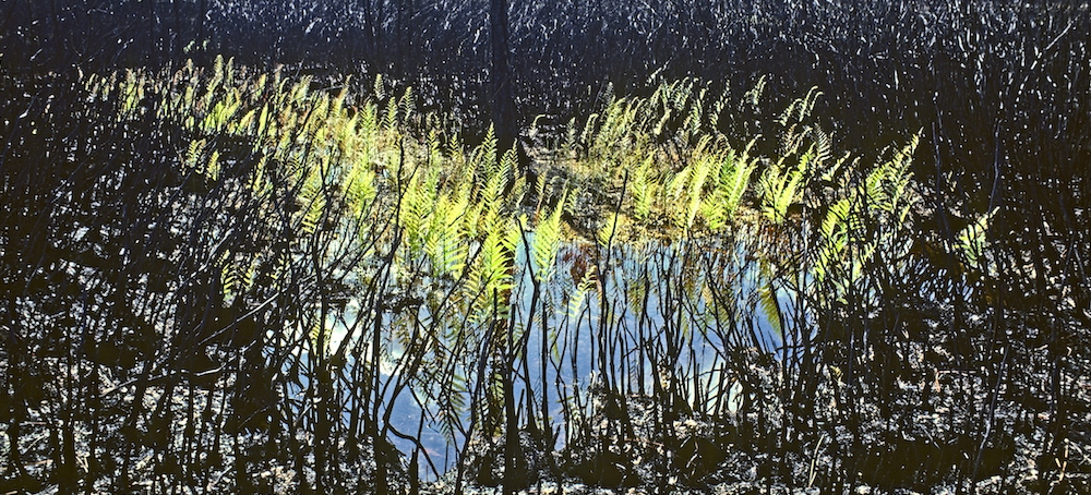 Ancient Resilience of Ferns Helps Ecosystems Recover After Disasters