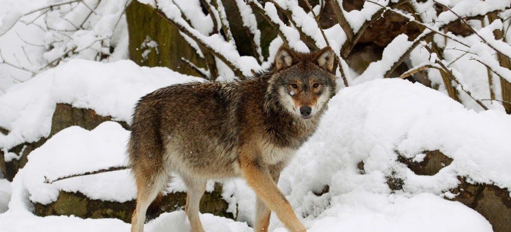 Sweden Begins Wolf Hunt as It Aims to Halve Endangered Animal’s Population