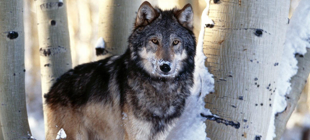 Biden Administration Upholds Federal Protections for Wolves