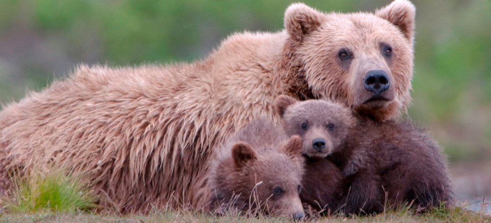 Alaska to Resume ‘Barbaric’ Aerial Shooting of Wolves and Bears