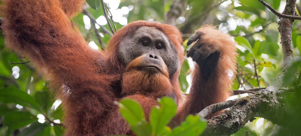 The Chinese Dam Threatening the World’s Most Endangered Ape