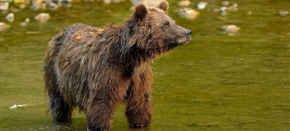 Trump Purge Raises Extinction Threat for Endangered Species, Fired ...