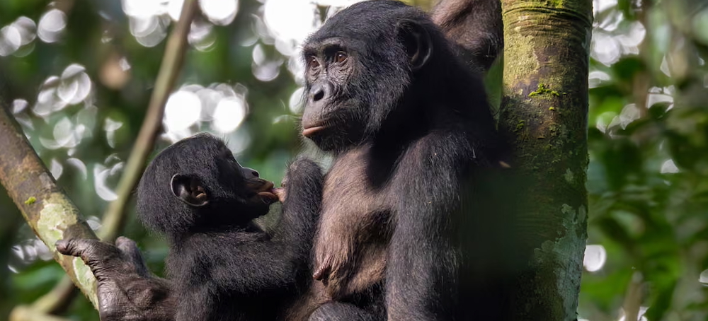 Bonobos Transformed How We Think About Animal Societies. Can We Save ...