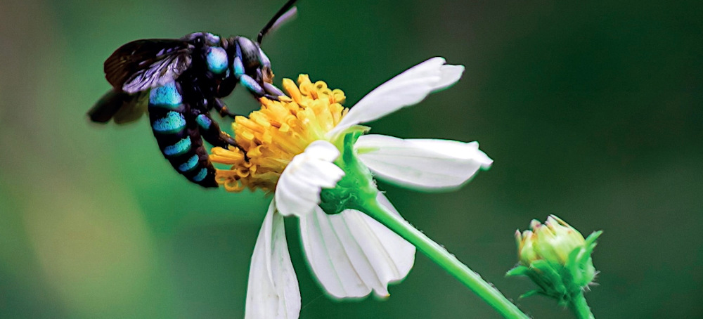 Experts Identify Emerging Threats to Bees, From Wars to Microplastics ...